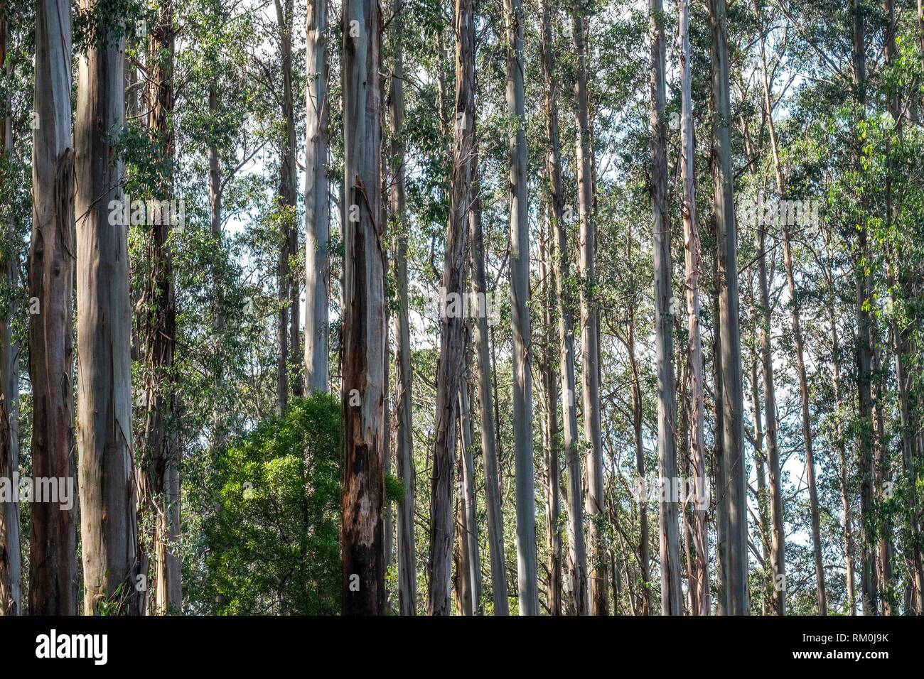 Mt melbourne hi-res stock photography and images - Alamy