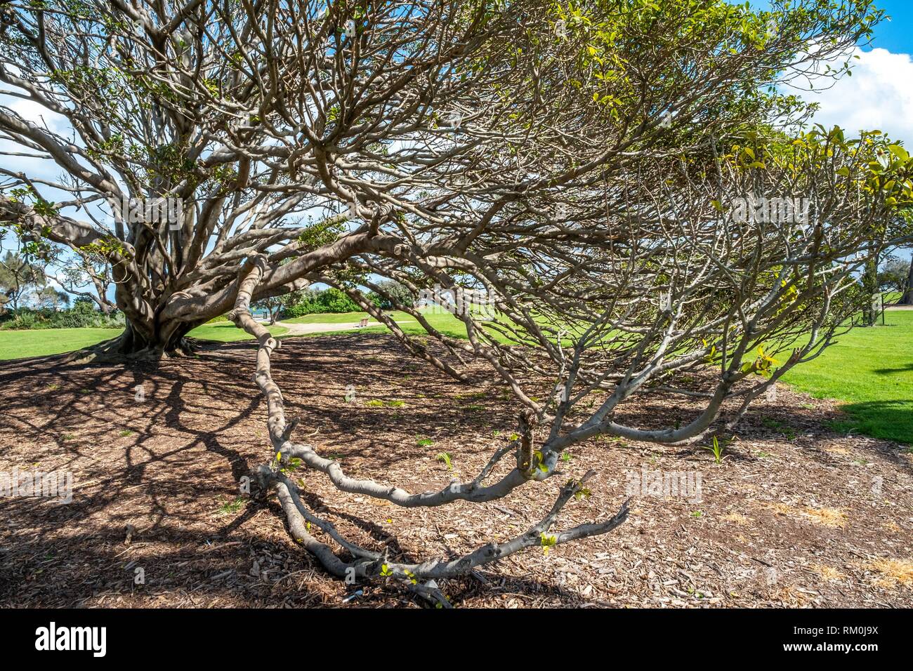 Melbourne tree hi-res stock photography and images - Alamy