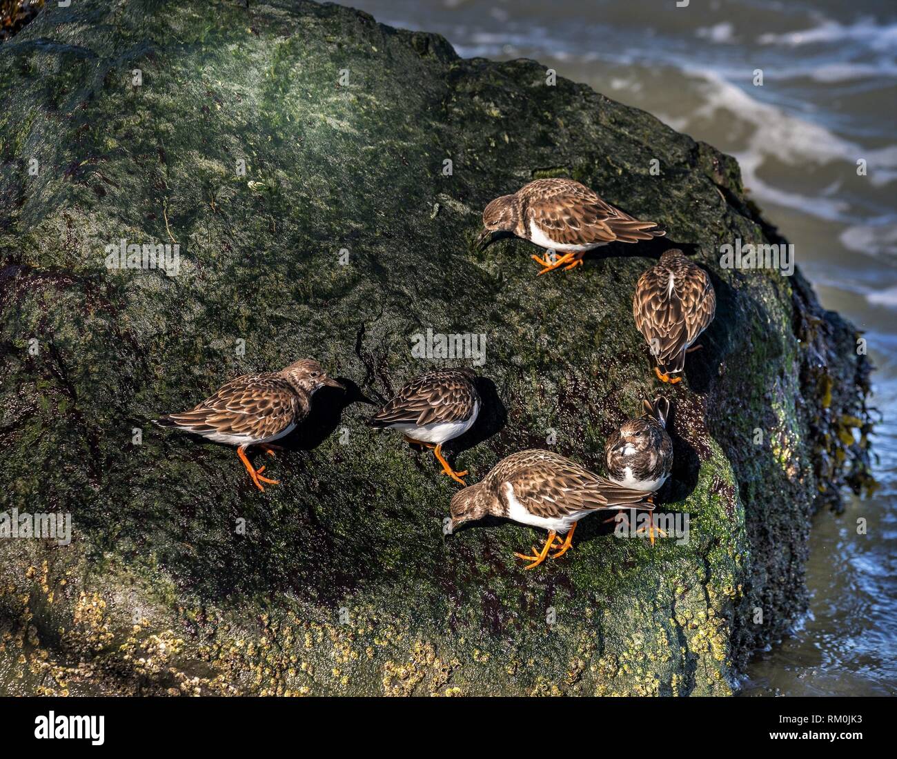 Common shorebirds hi-res stock photography and images - Alamy