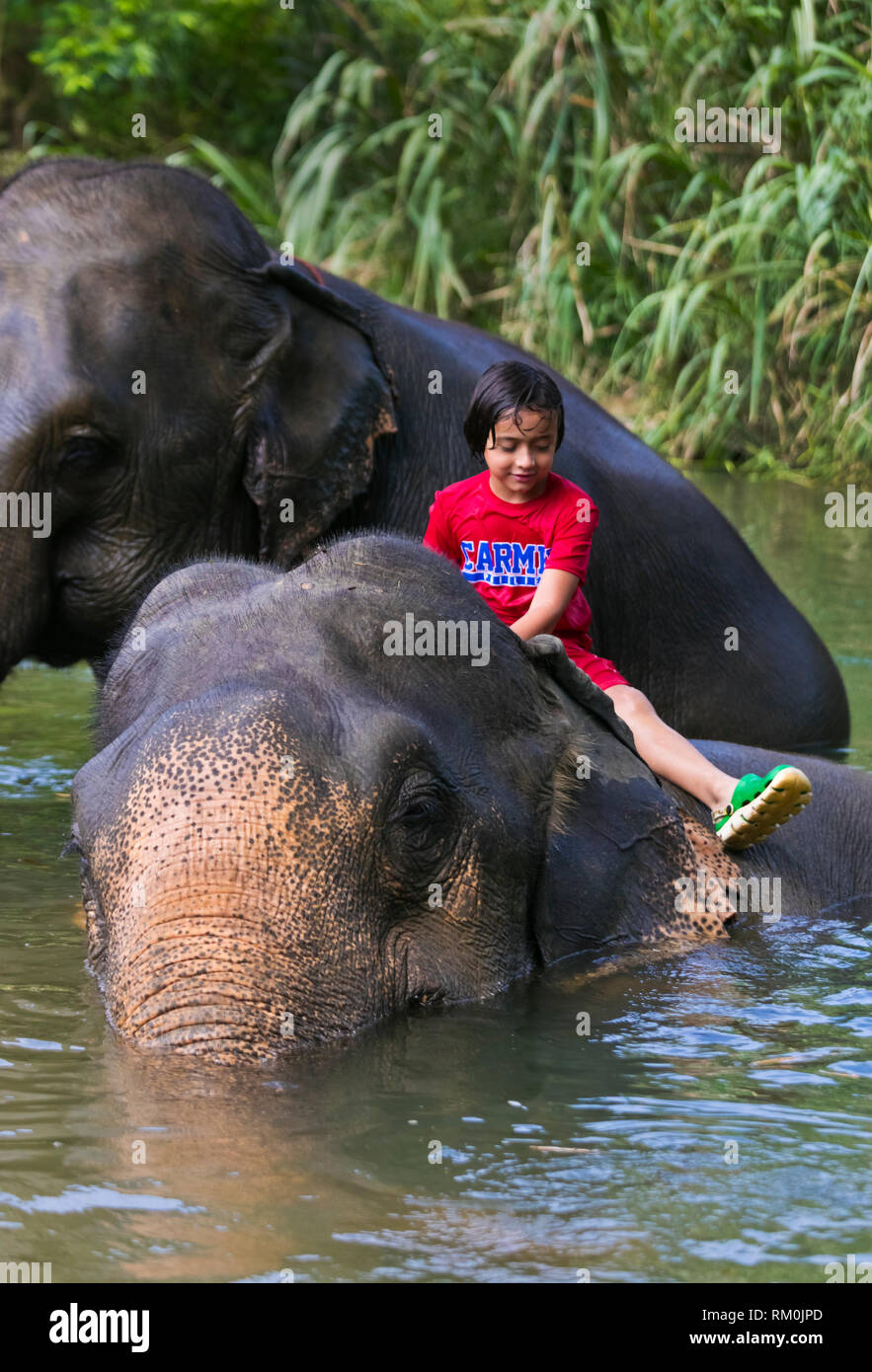 Washing elephant elephants hi-res stock photography and images - Alamy