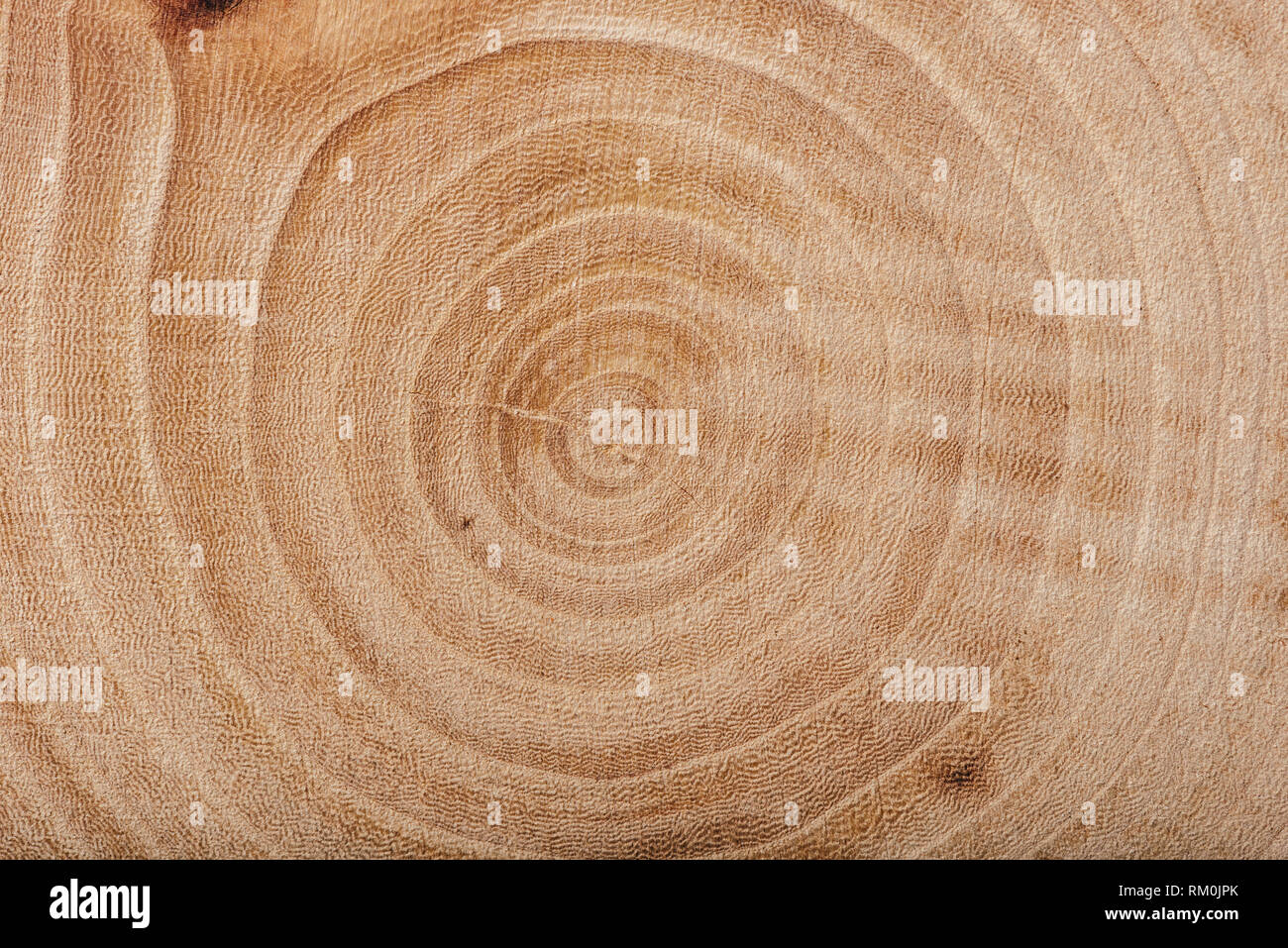 Ash wood slab texture with annual rings, background or wallpaper Stock ...