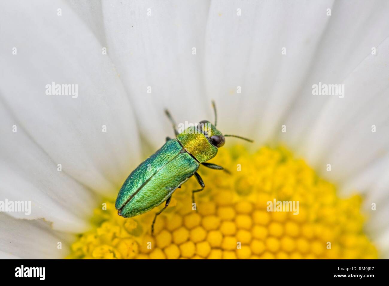 Jewel Beetle High Resolution Stock Photography and Images - Alamy