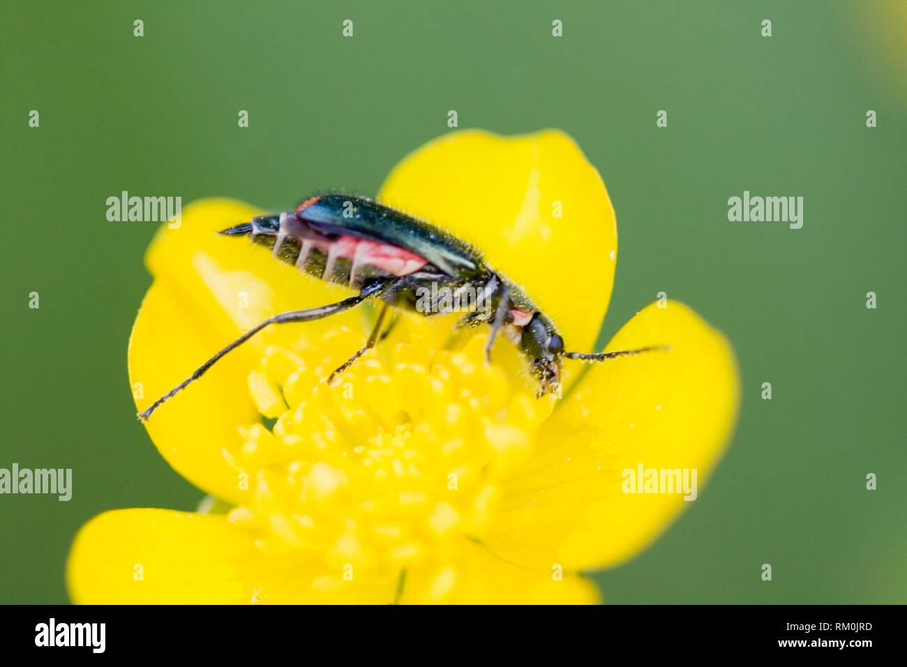 Dimorphic hi-res stock photography and images - Alamy