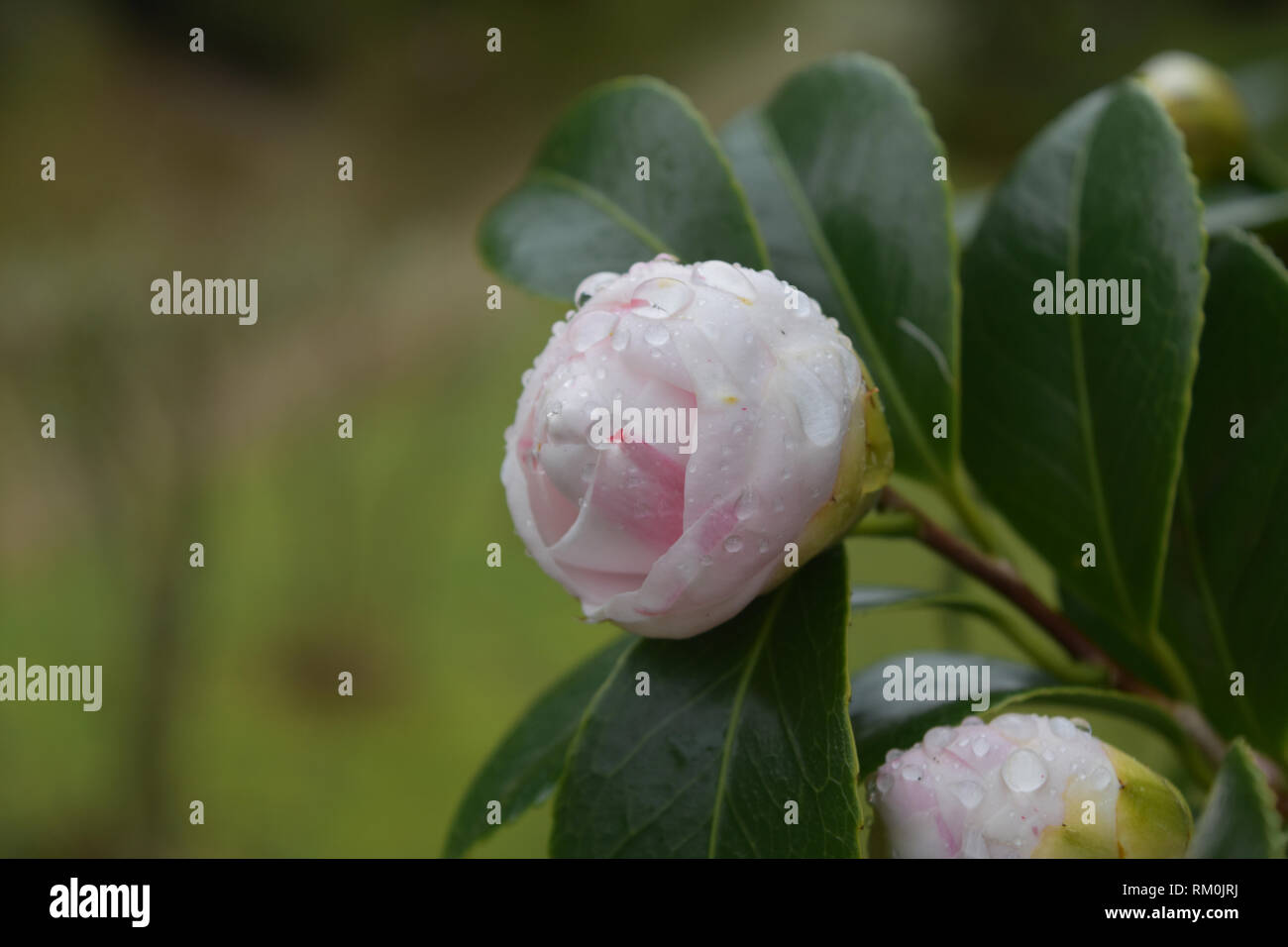 Rain drop on camellia hi-res stock photography and images - Alamy