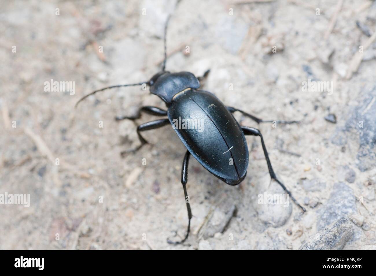 Violet Ground Beetle, Carabus violaceus. Ground beetle which has violet ...