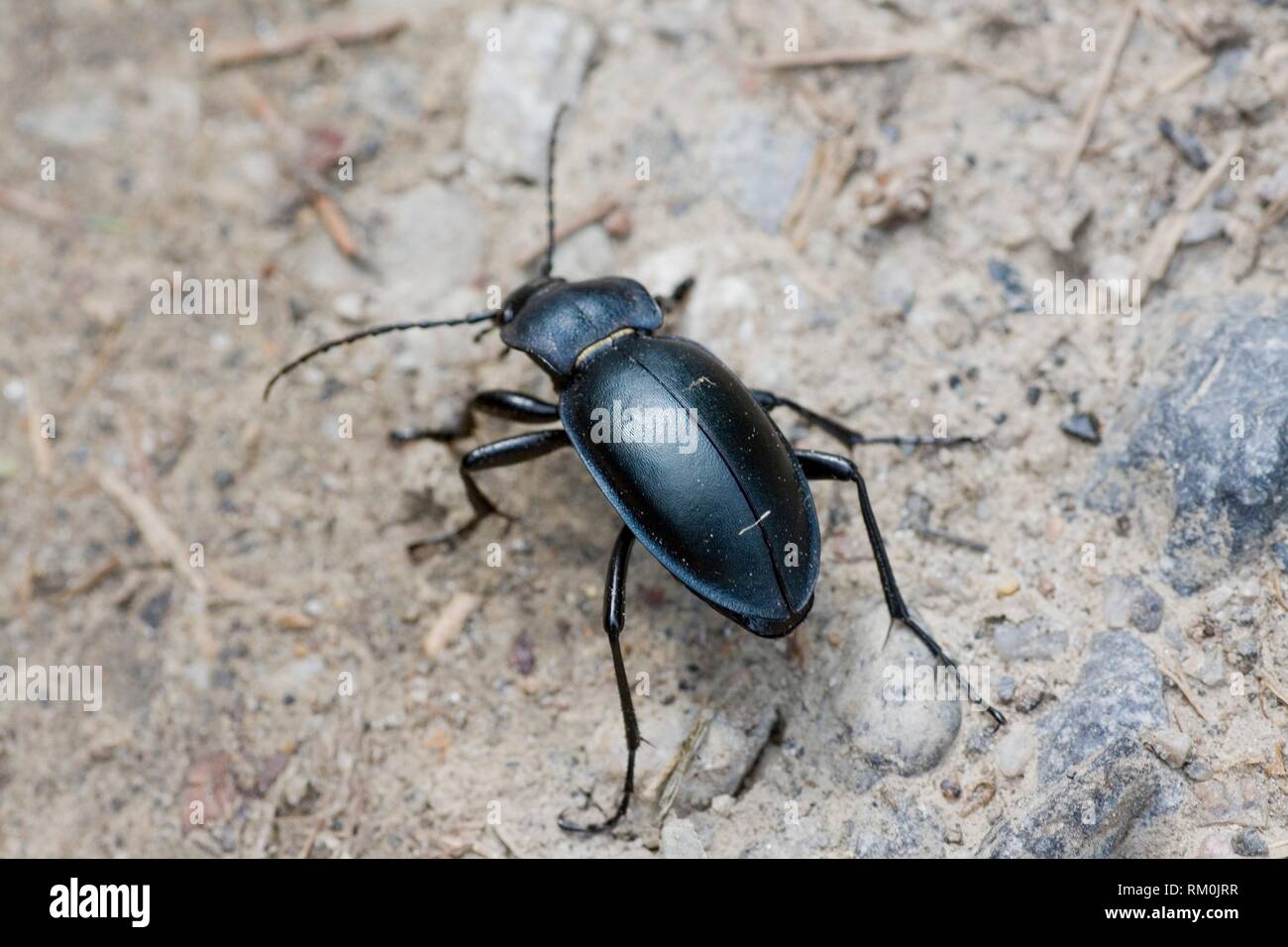 Long thorax hi-res stock photography and images - Alamy