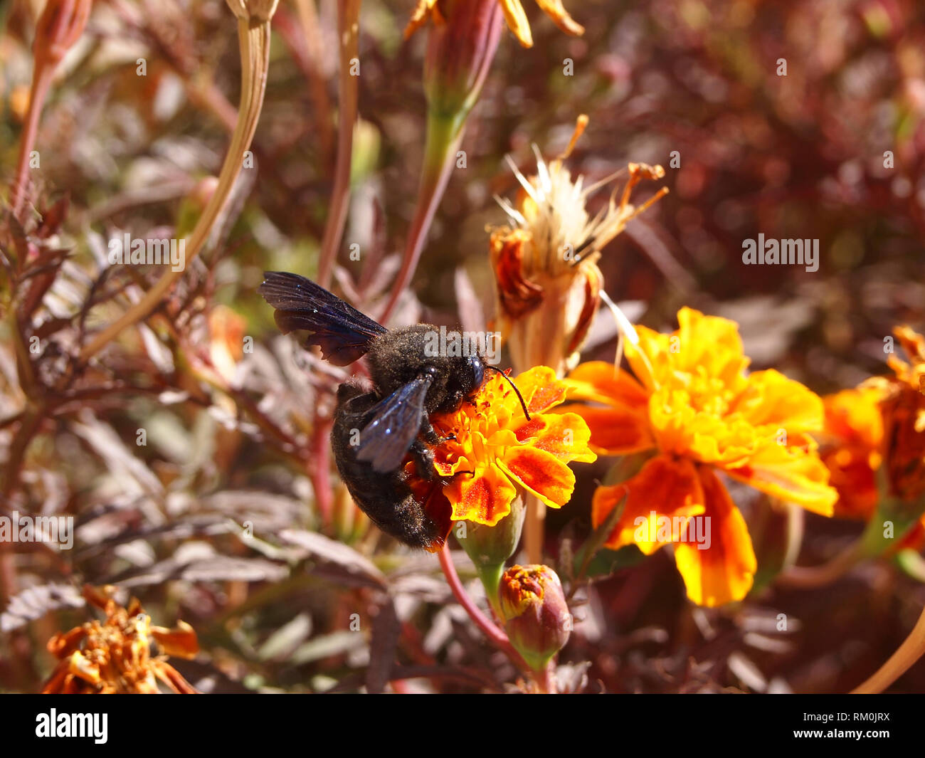 Insect taxa hi-res stock photography and images - Alamy
