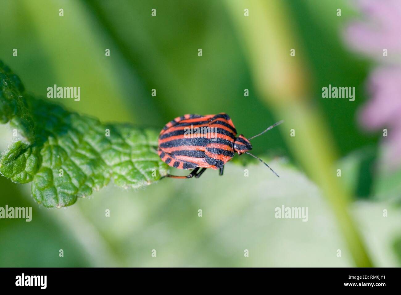 Red black bug hi-res stock photography and images - Alamy