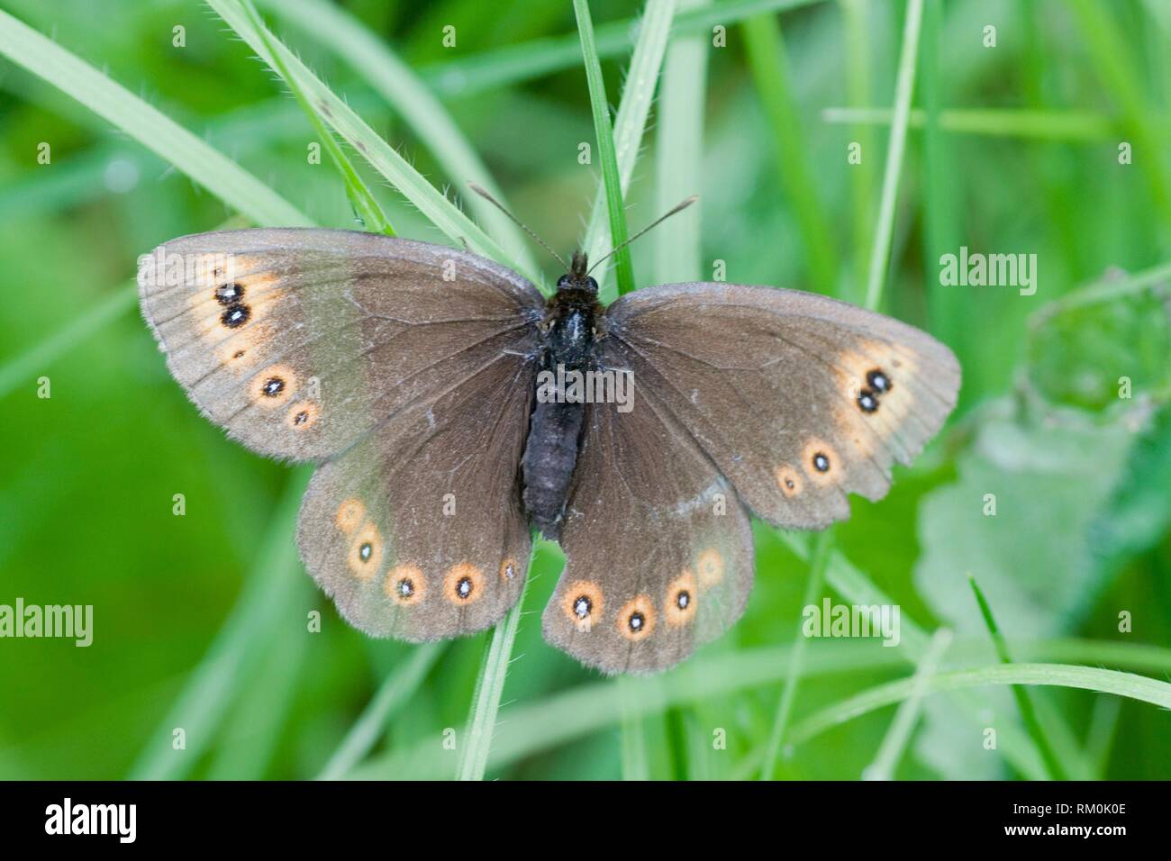 Woodland ringlet butterfly hi-res stock photography and images - Alamy