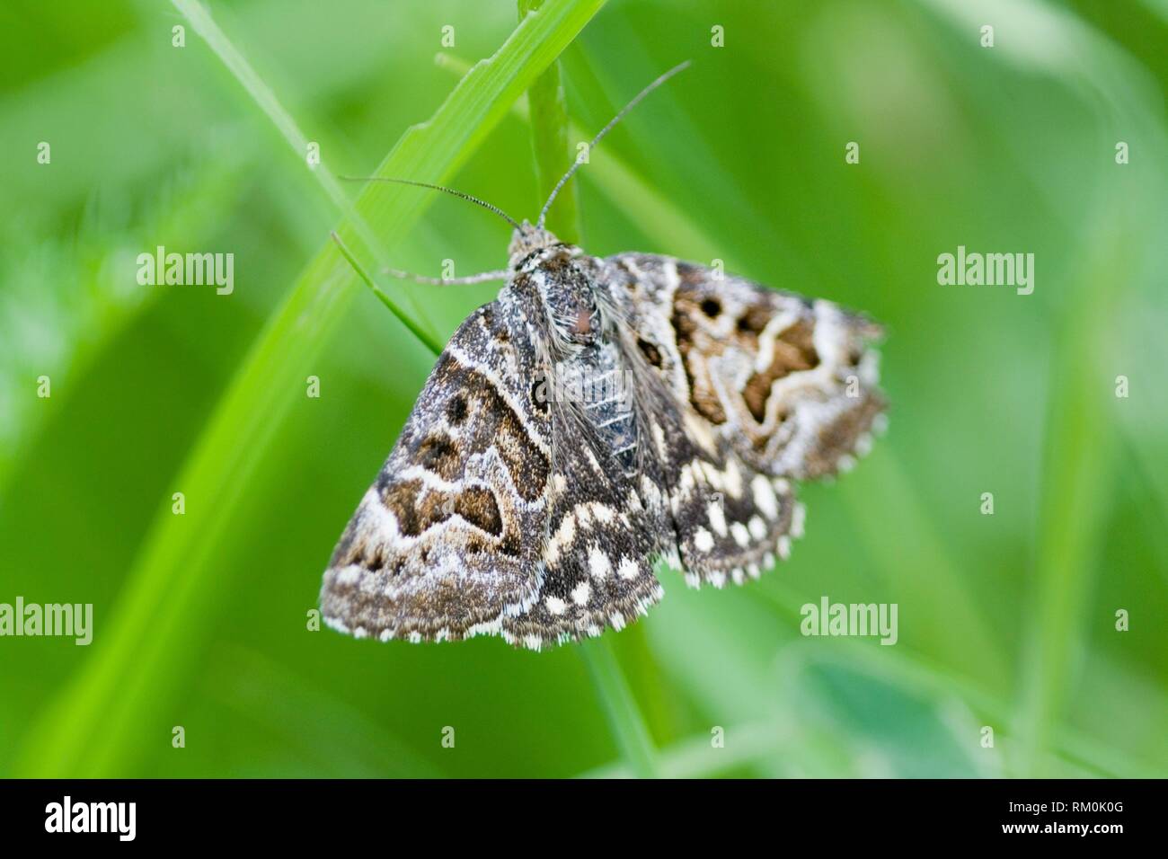 Callistege mi hi-res stock photography and images - Alamy