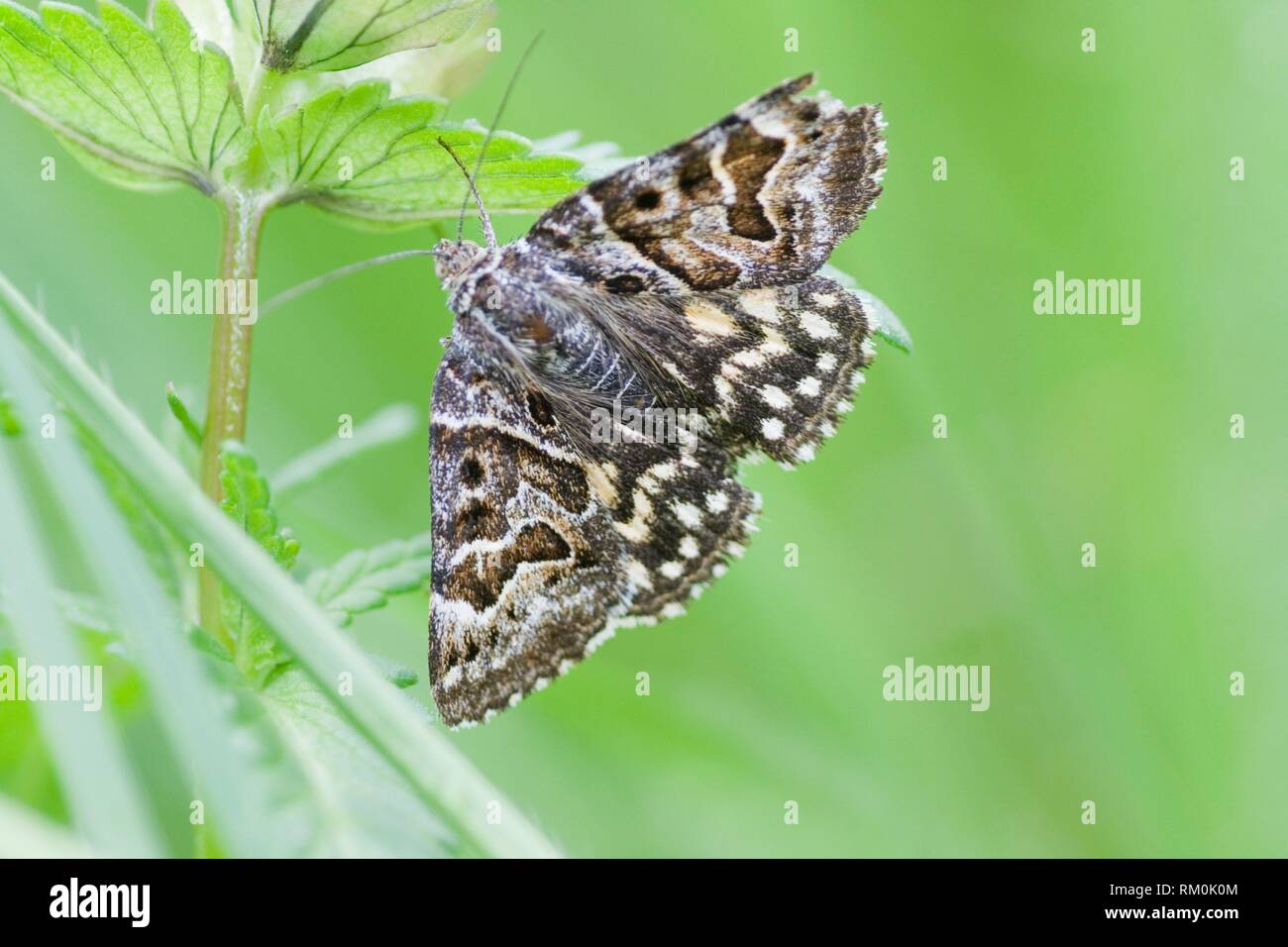 Callistege mi hi-res stock photography and images - Alamy