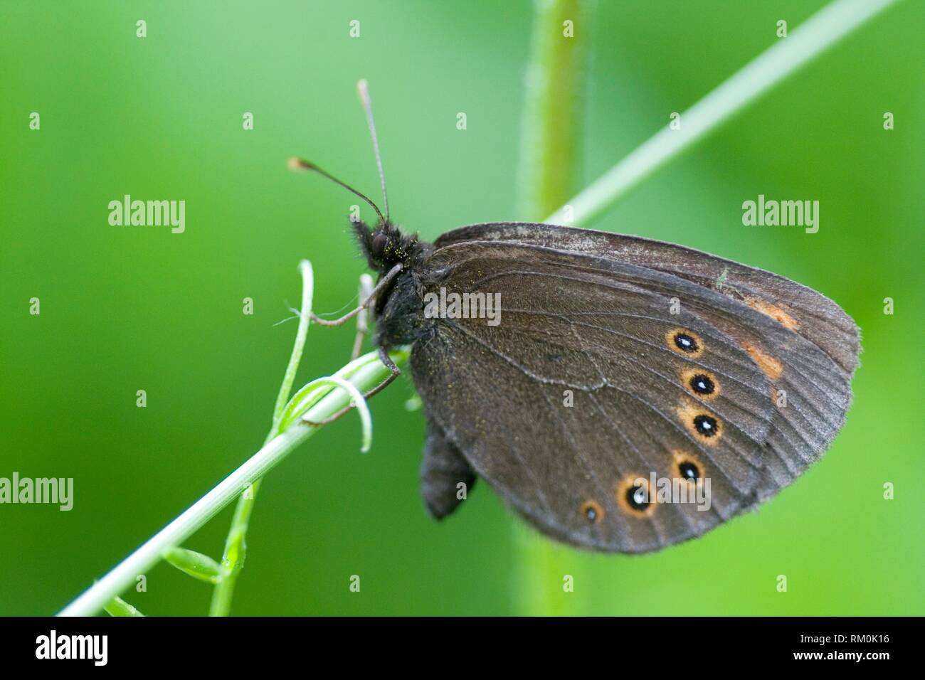 Erebia medusa woodland ringlet butterfly hi-res stock photography and ...
