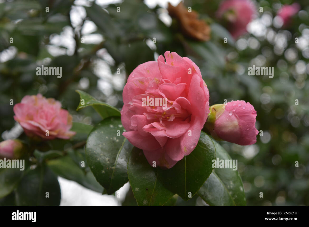 Shrub with gorgeous flowering red camellia flowers Stock Photo - Alamy
