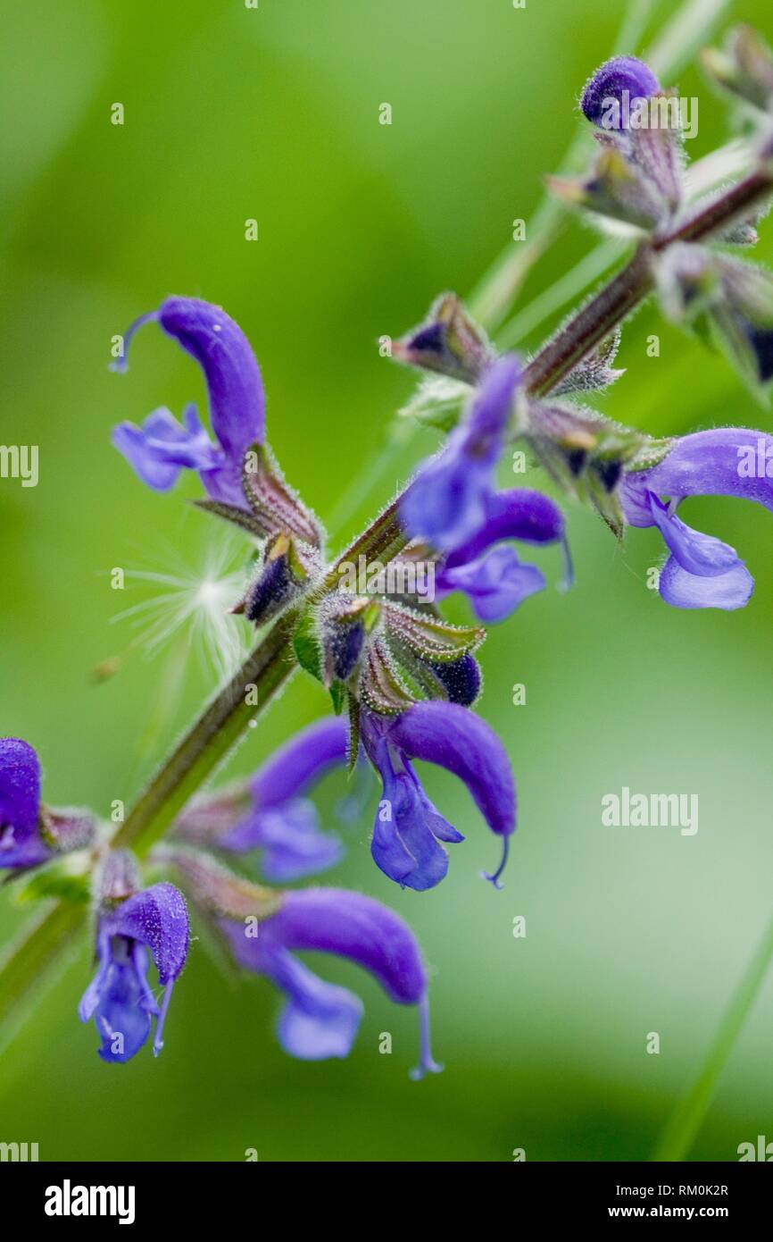Woodland sage salvia nemorosa hi-res stock photography and images - Alamy