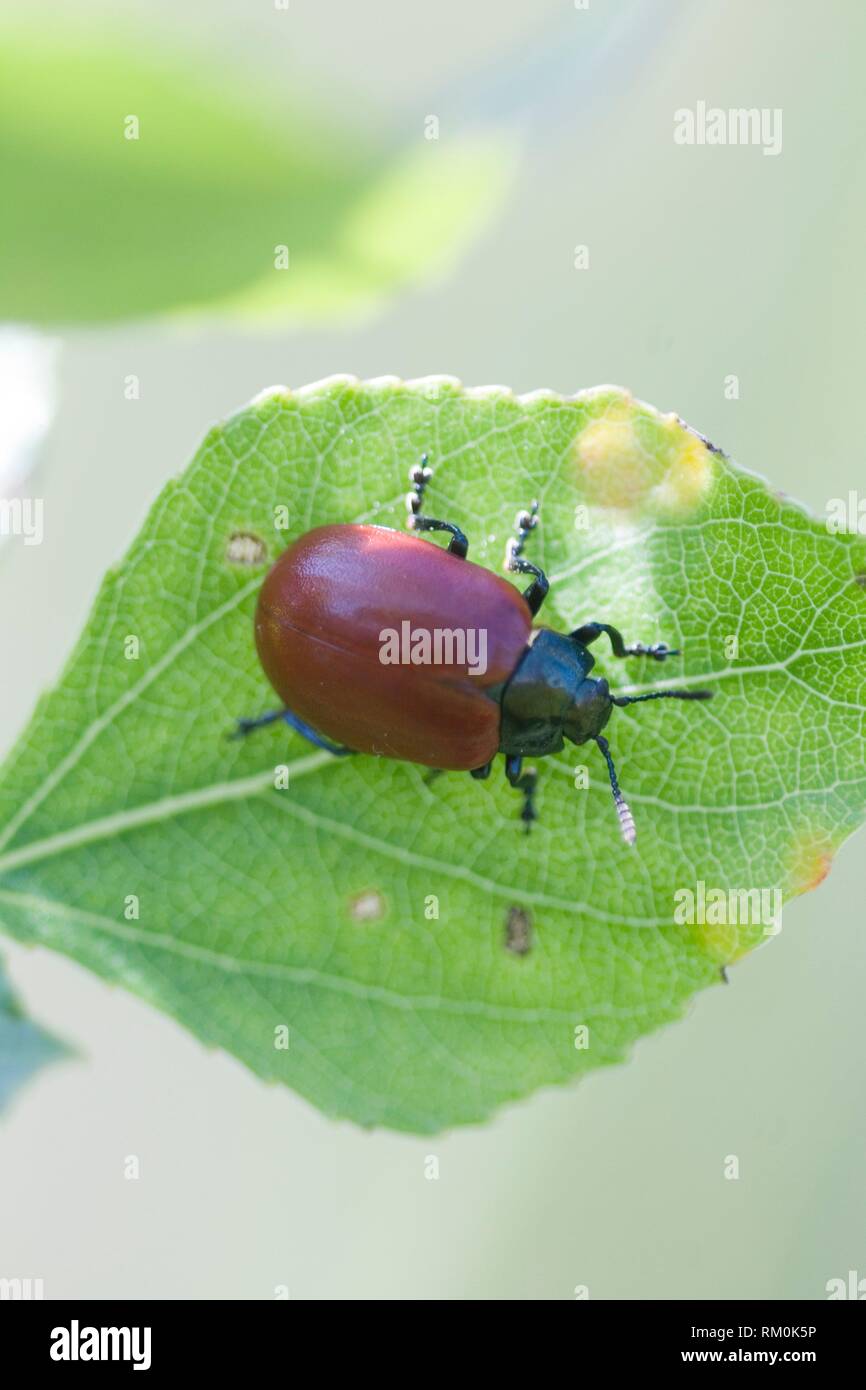 Poplar Leaf Beetle Stock Photos & Poplar Leaf Beetle Stock Images - Alamy
