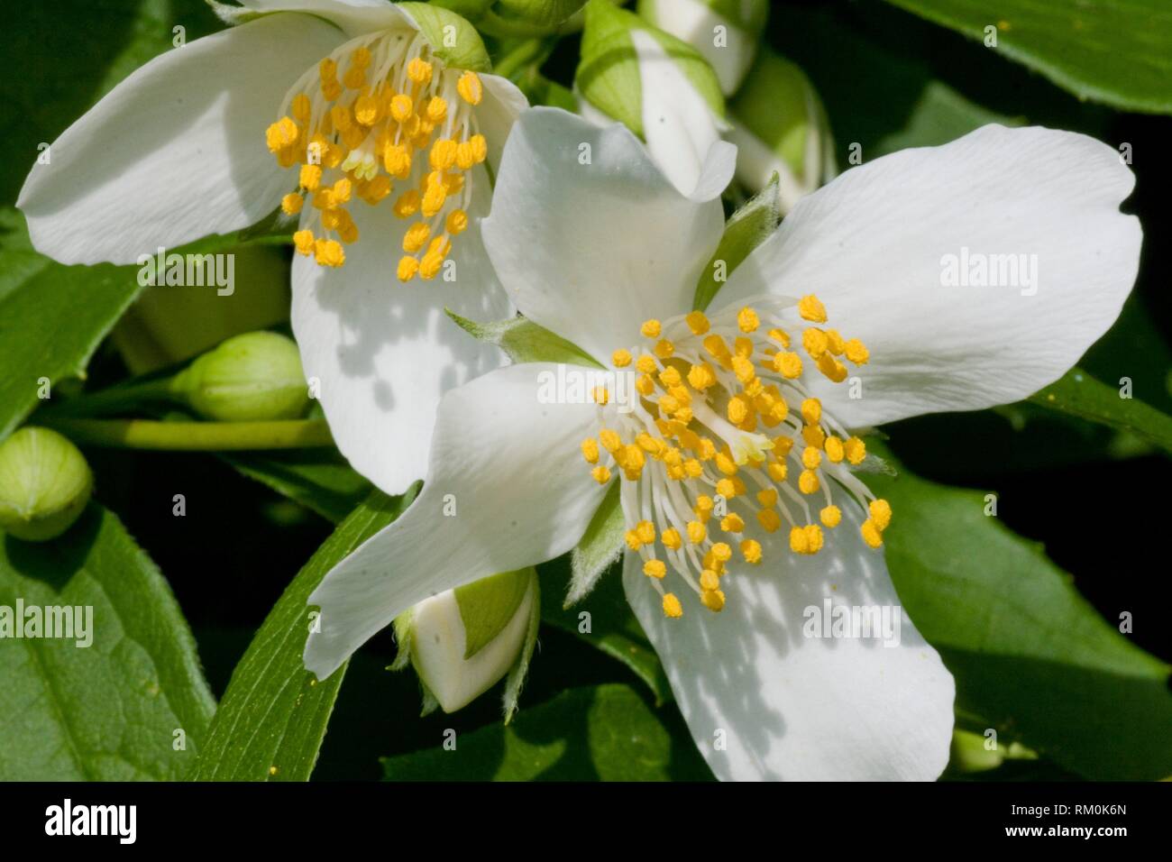 Ptolemy Ii Philadelphus High Resolution Stock Photography and Images ...
