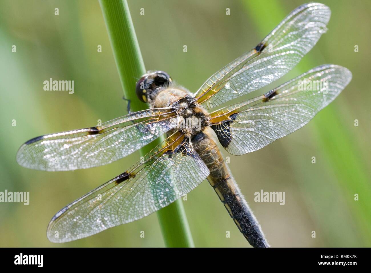 Dragonfly gold wings hi-res stock photography and images - Alamy