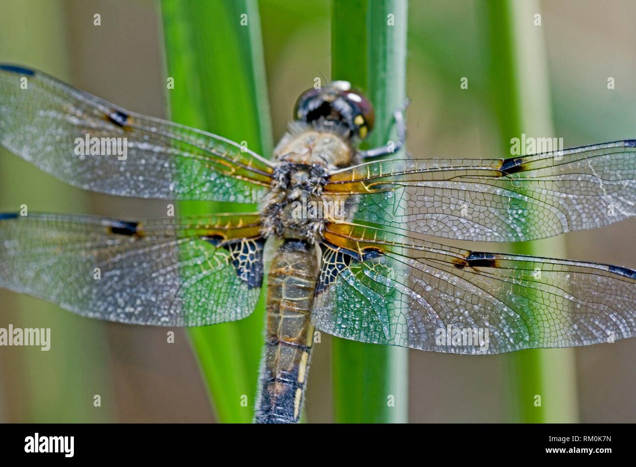 Spotted wings hi-res stock photography and images - Alamy