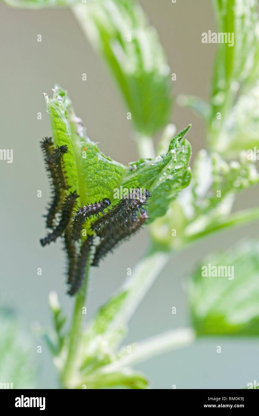Map Butterfly caterpillars, Araschnia levana. Newly emerged Map ...