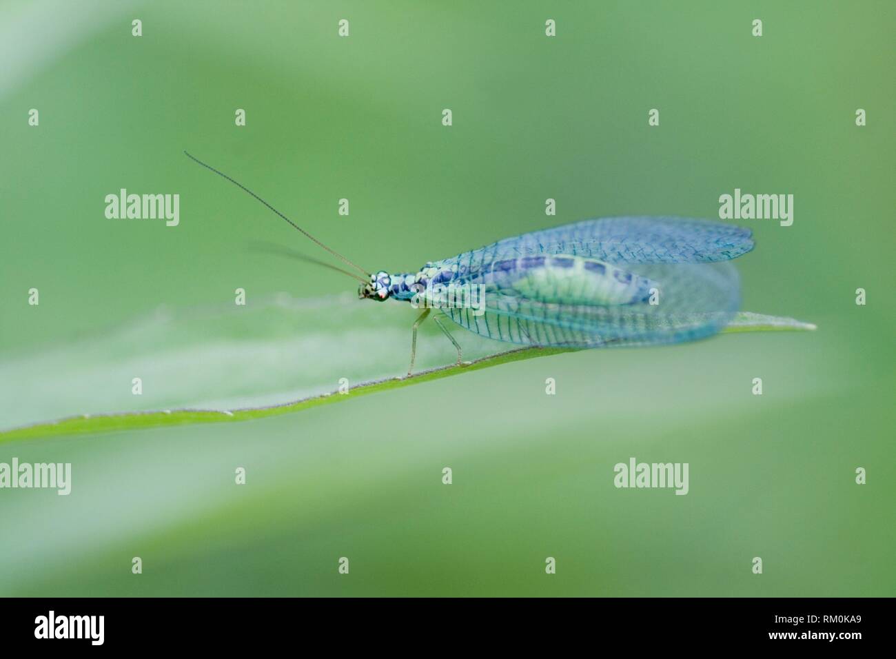 Chrysopa perla hi-res stock photography and images - Alamy