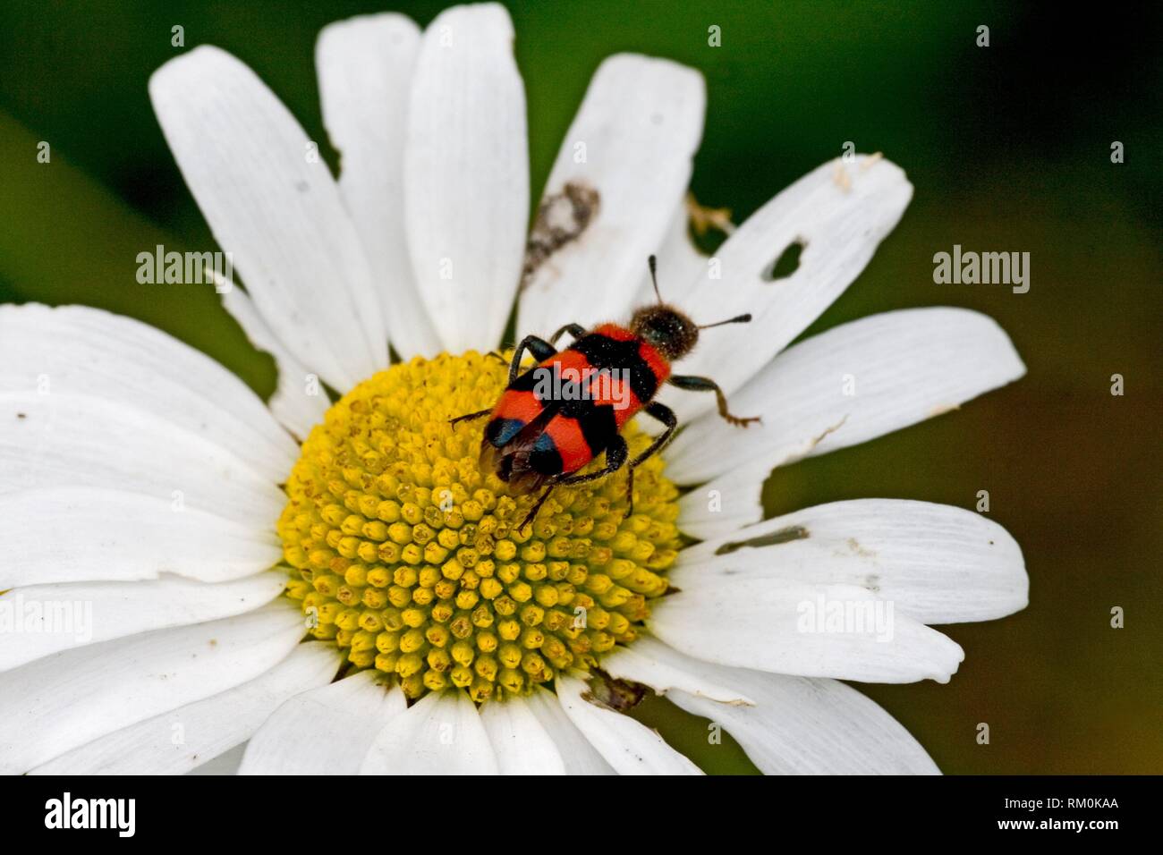 Red and black beetles hi-res stock photography and images - Alamy