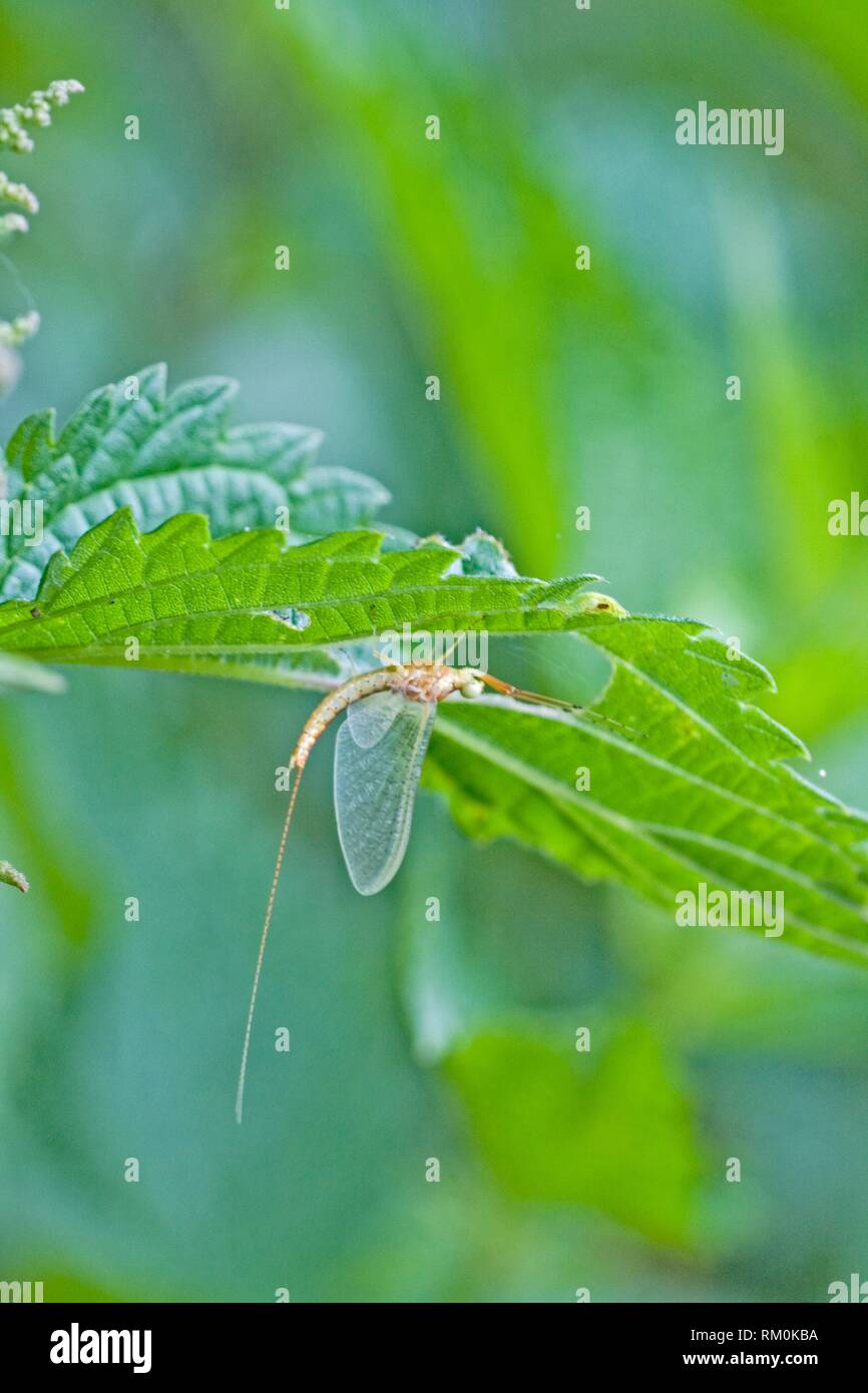 Acidification hi-res stock photography and images - Alamy