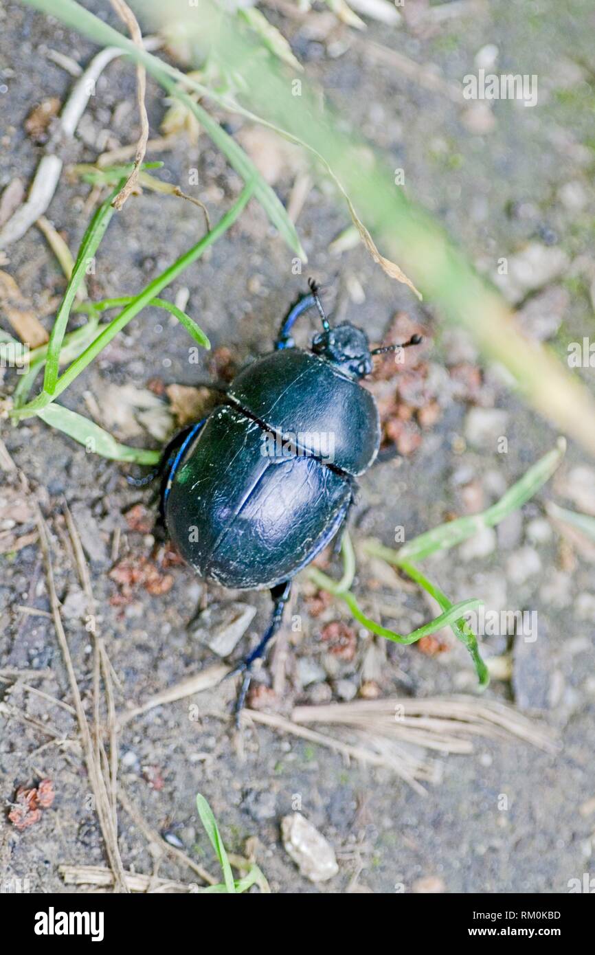 Spring beetle hi-res stock photography and images - Alamy