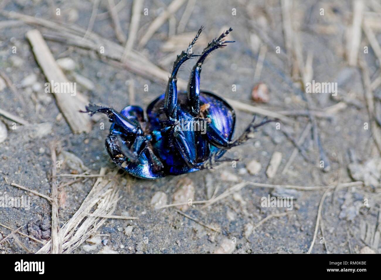Dor beetle mites hi-res stock photography and images - Alamy