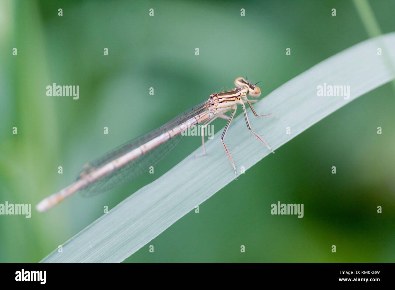 Female white legged damselfly platycnemis pennipes hi-res stock ...