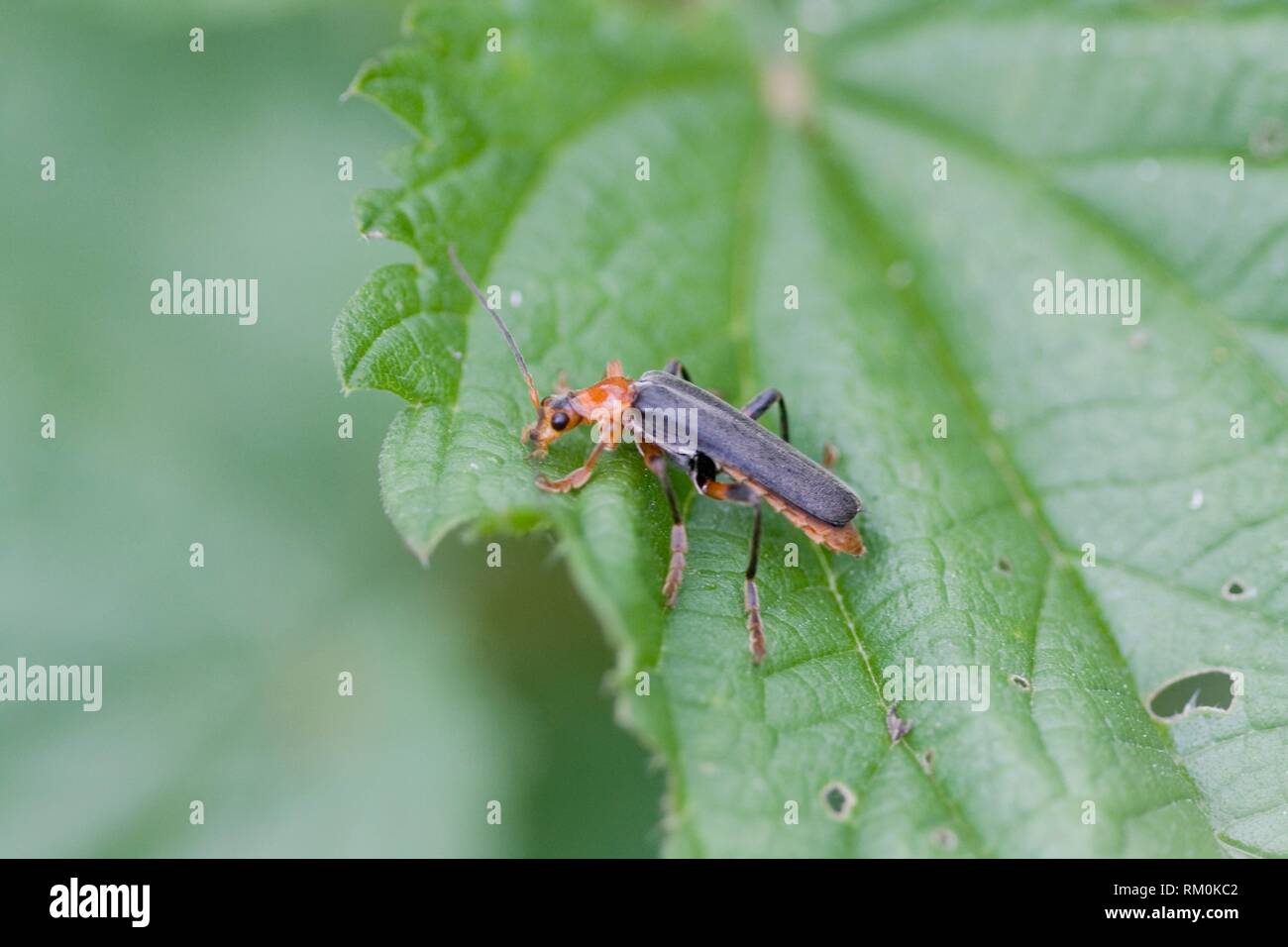 Black Soldier Beetle