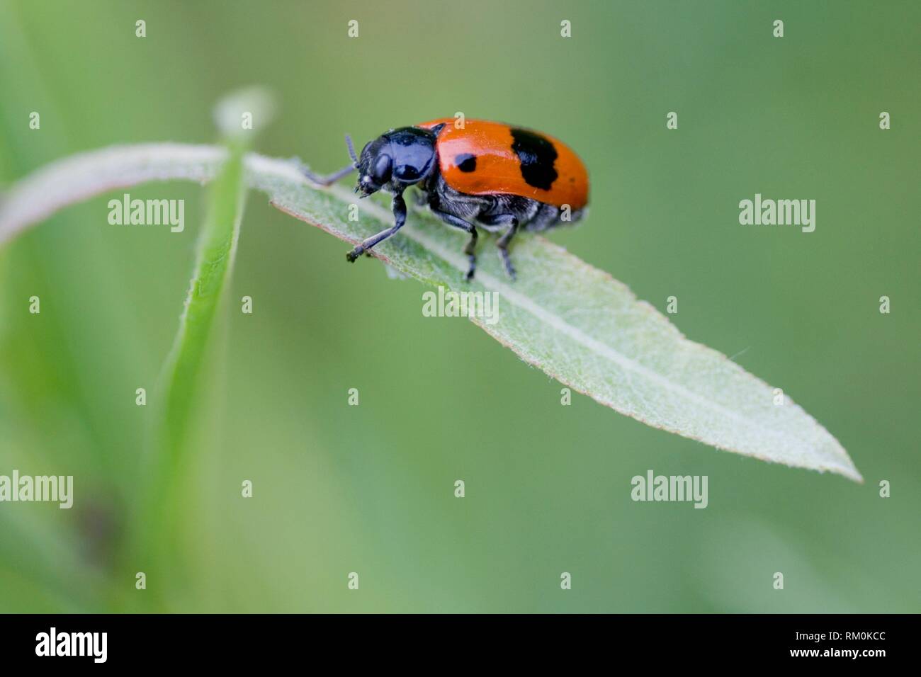 Orange beetle with black spots hi-res stock photography and images - Alamy