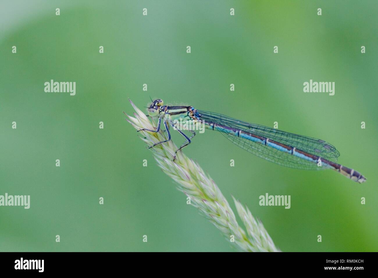 Female Common Bluet, Enallagma cyathigerum, Common Bluetail Stock Photo ...