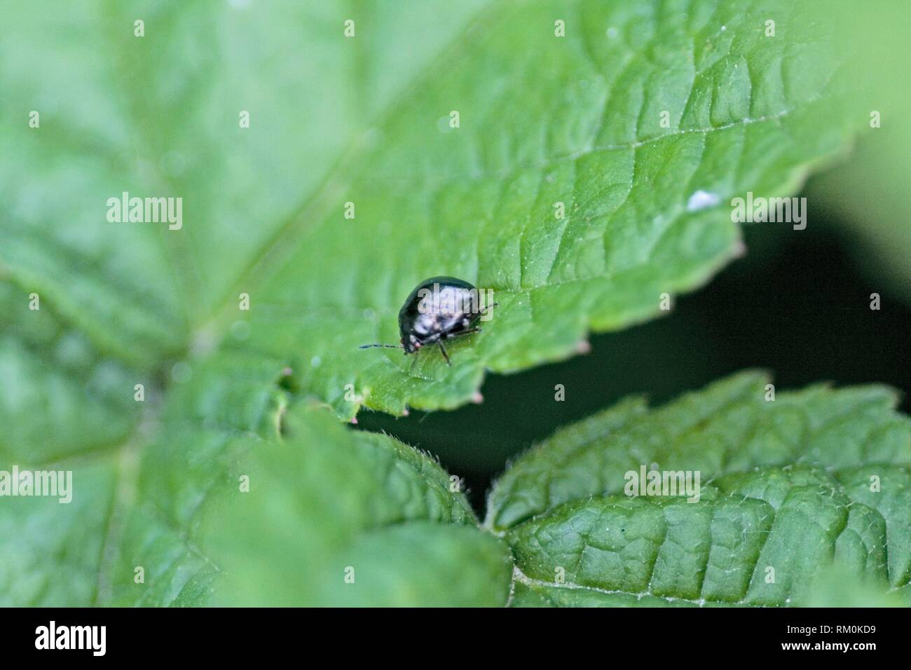 Coptosoma scutellatum, small shield bug about 4-5mm with almost ...