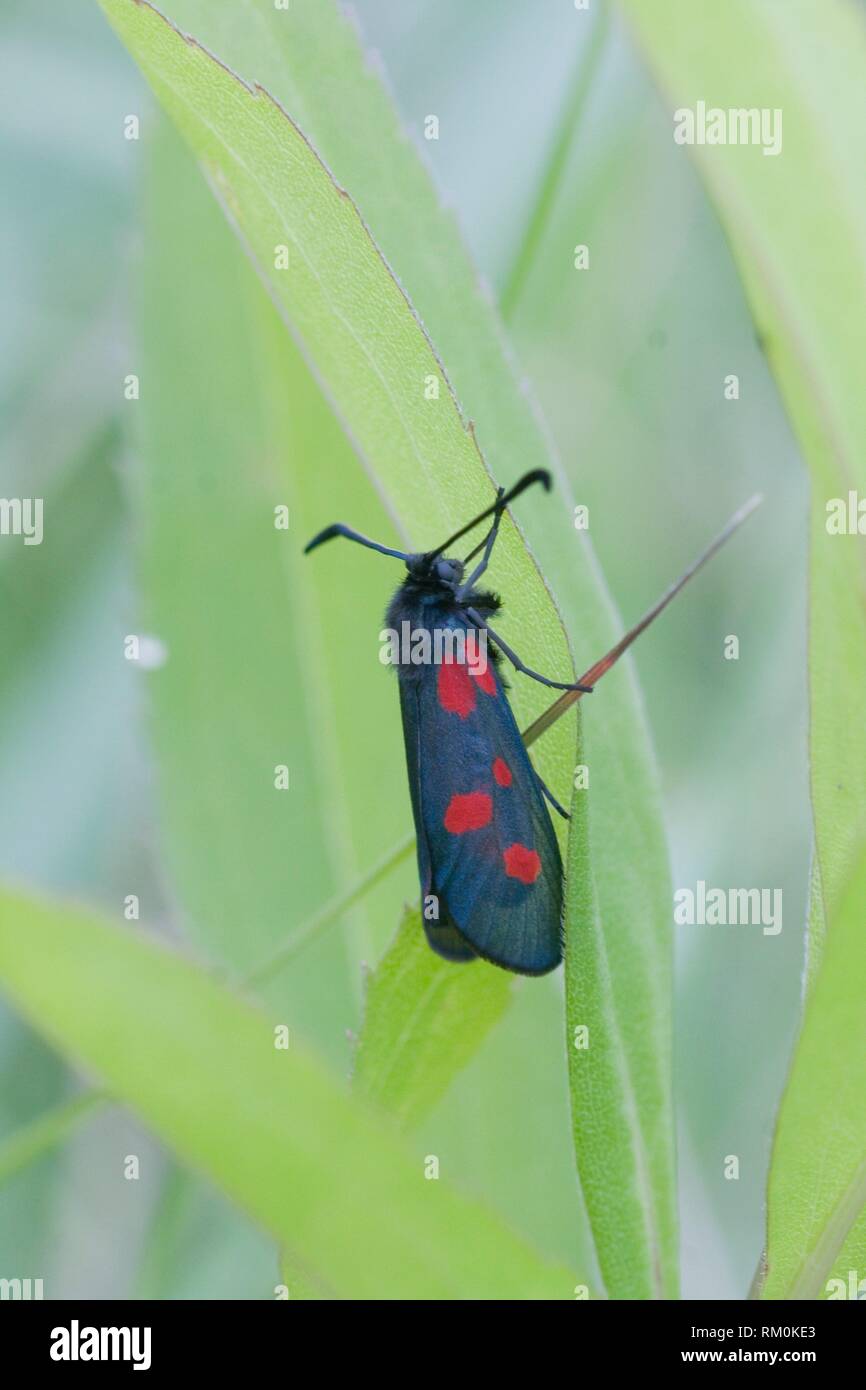 Black And Red Moth