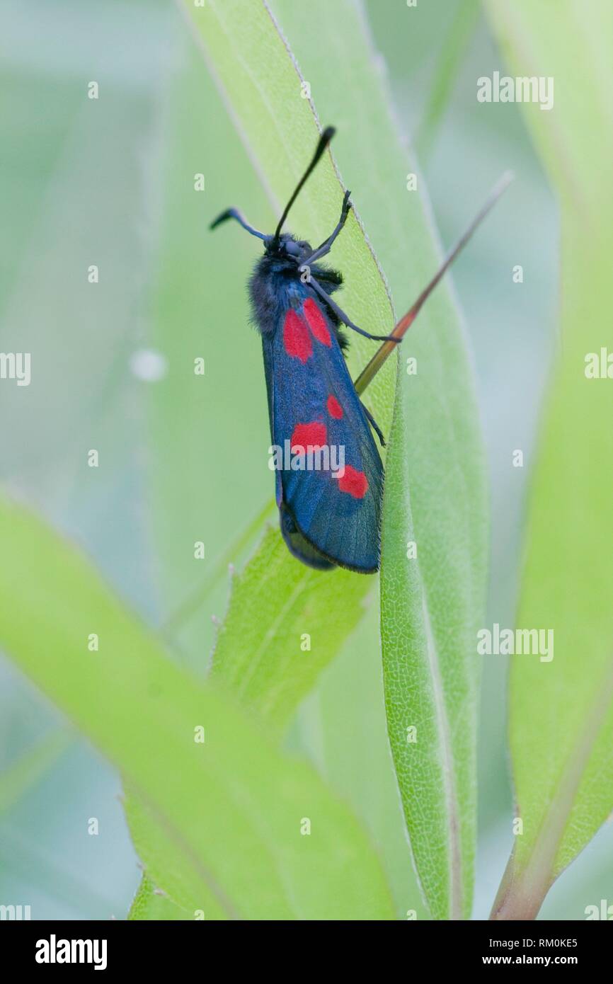 Black And Red Moth