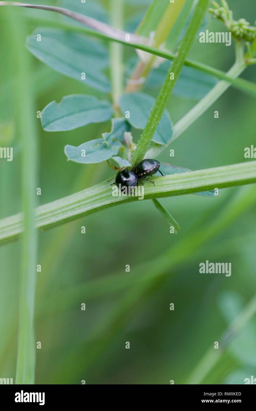 Spherical shield hi-res stock photography and images - Alamy