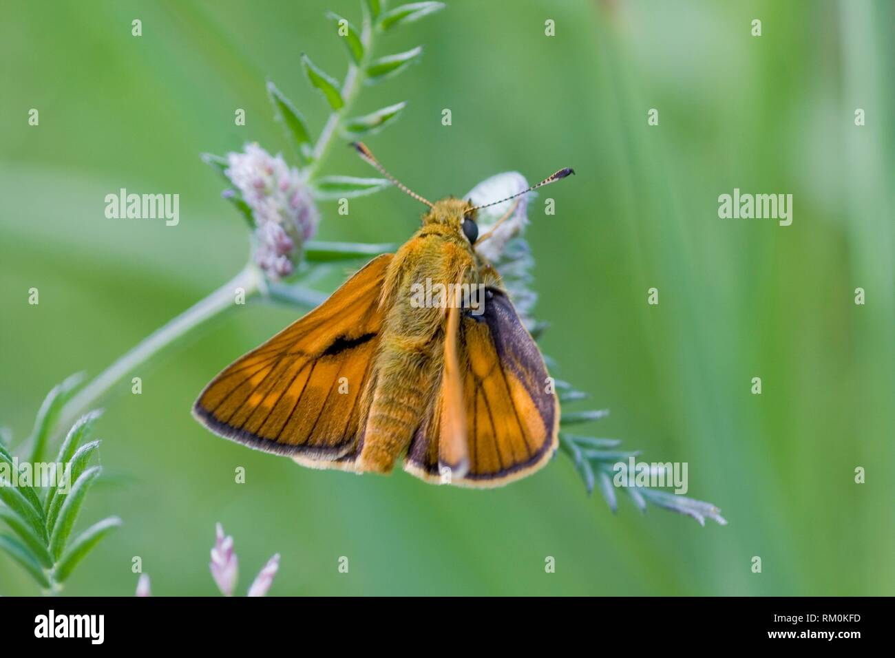 Orange skipper butterfly hi-res stock photography and images - Alamy