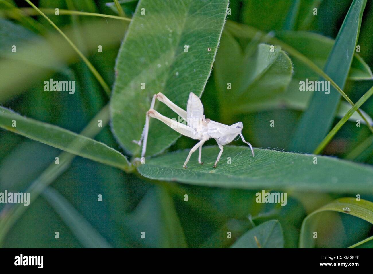 Grasshopper Molting