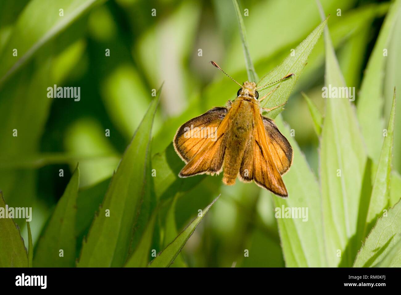 Orange skipper butterfly hi-res stock photography and images - Alamy