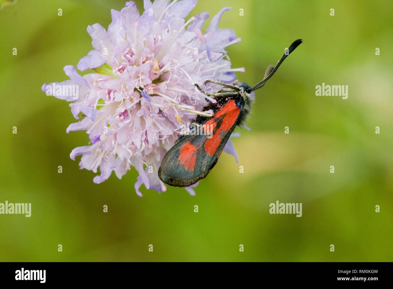 Fish Moth High Resolution Stock Photography and Images - Alamy