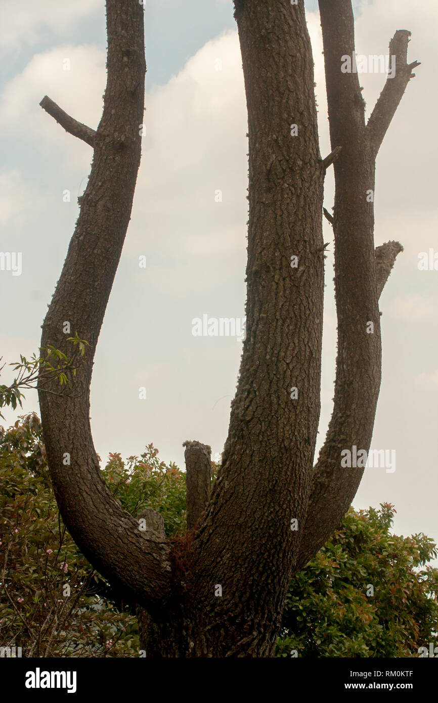 U Shaped tree trunks Stock Photo - Alamy