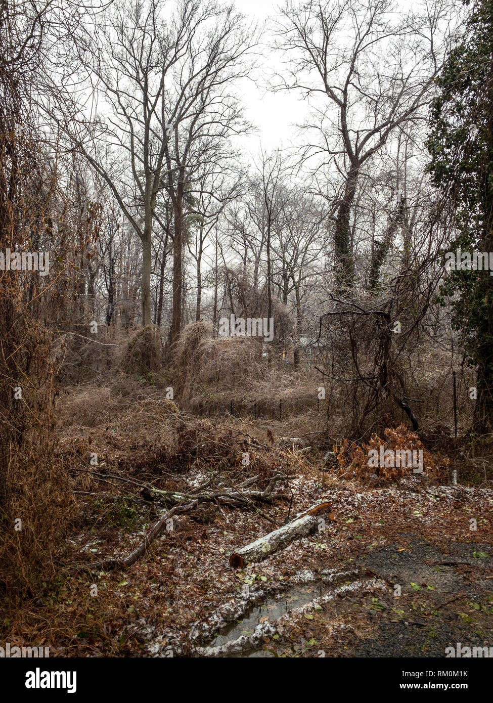 Vertical photo of wooded area with ice coating the tree branches and a ...