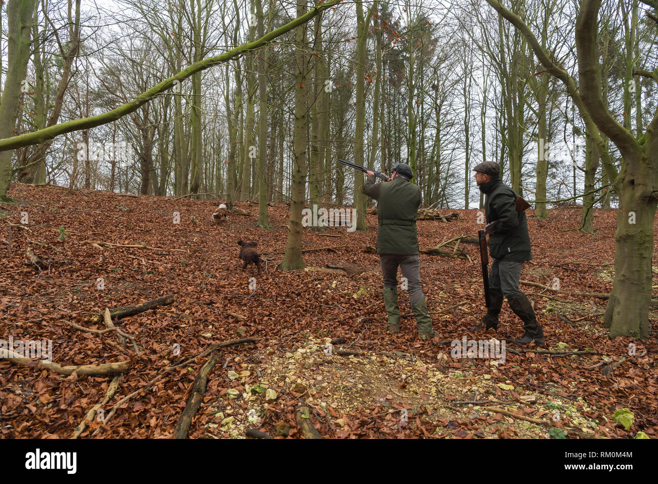 Traditional English game shooting in the autumn countryside with gun ...