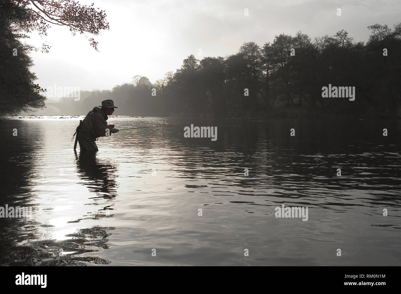 Fly fishing on the river Tees in northern England near Bishop Aukland ...