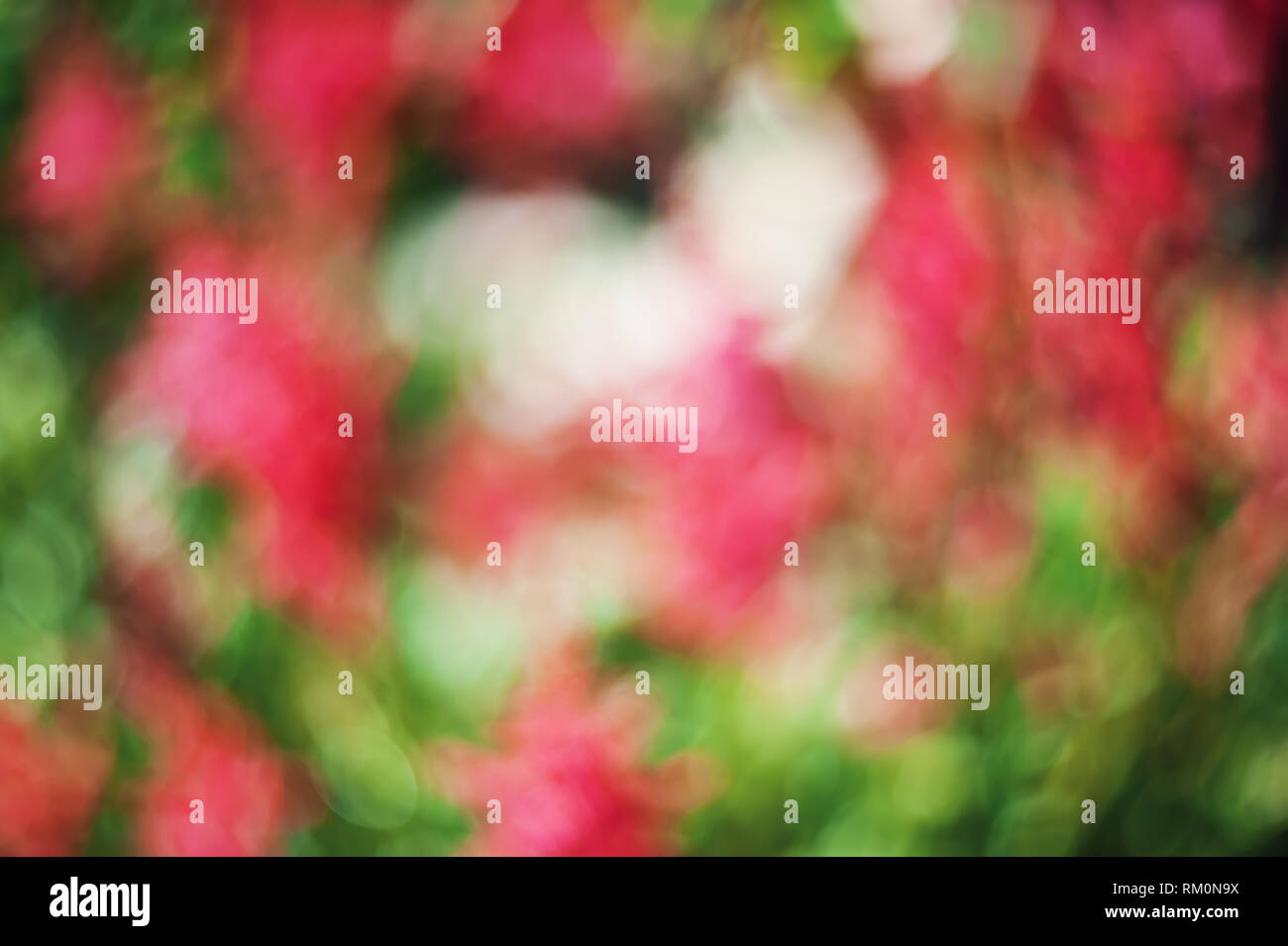 Abstract bokeh and blurred colorful nature background model used to ...