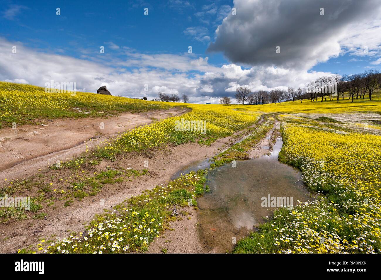 Puddle on path hi-res stock photography and images - Alamy
