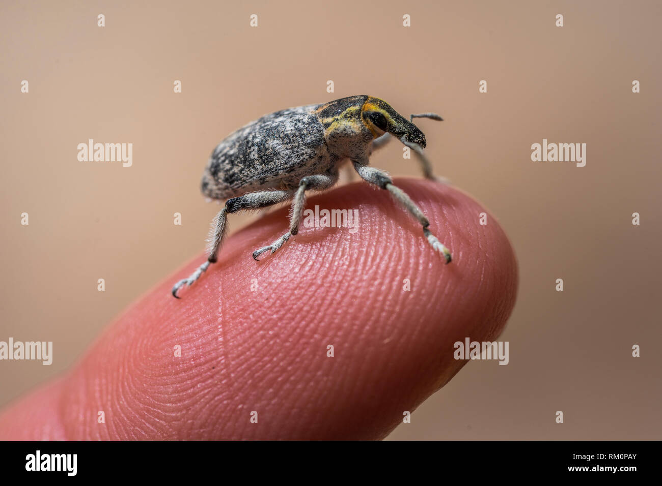 A tiny weevil perches on a finger in the deserts of Jordan Stock Photo ...