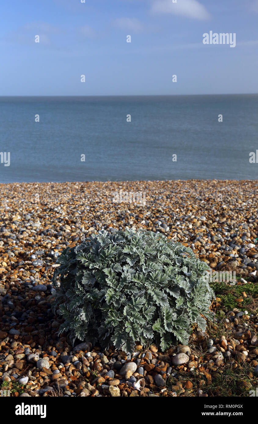 Sea kale (Crambe maritima) on the shingle beach at Sandwich Bay, Kent ...