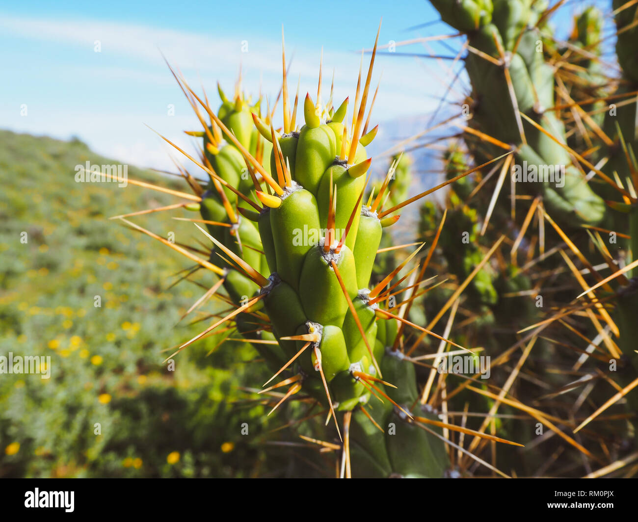 Sharp cactus spines in Peru Stock Photo - Alamy