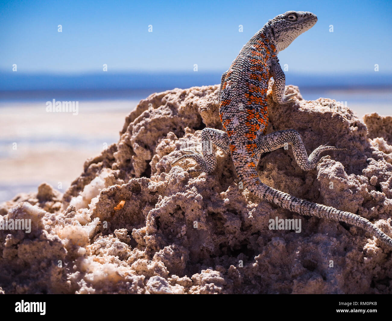 Atacama desert lizard hi-res stock photography and images - Alamy